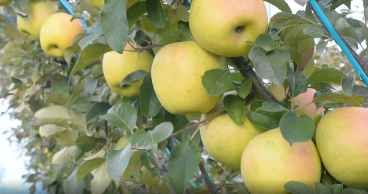 Visiting Tohoku and Have No Idea What To Do? | Food Diversity.today