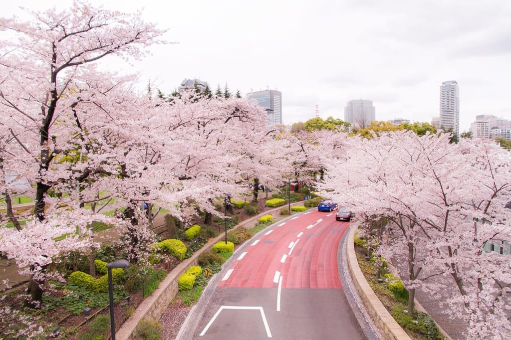 Public Spaces with Roadside Cherry Blossom Trees Row You Don’t Want to ...