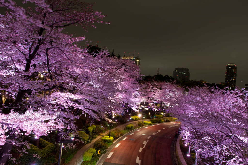 Public Spaces with Roadside Cherry Blossom Trees Row You Don’t Want to ...
