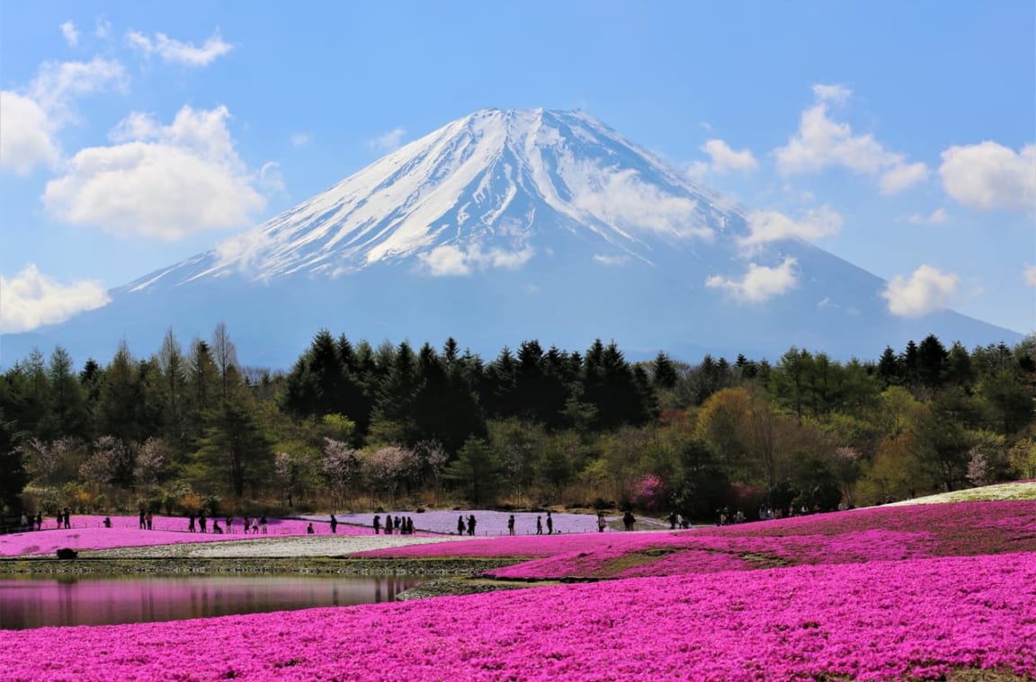 10 Surga Bunga Di Musim Semi untuk Perjalanan Kalian Ke Jepang ...