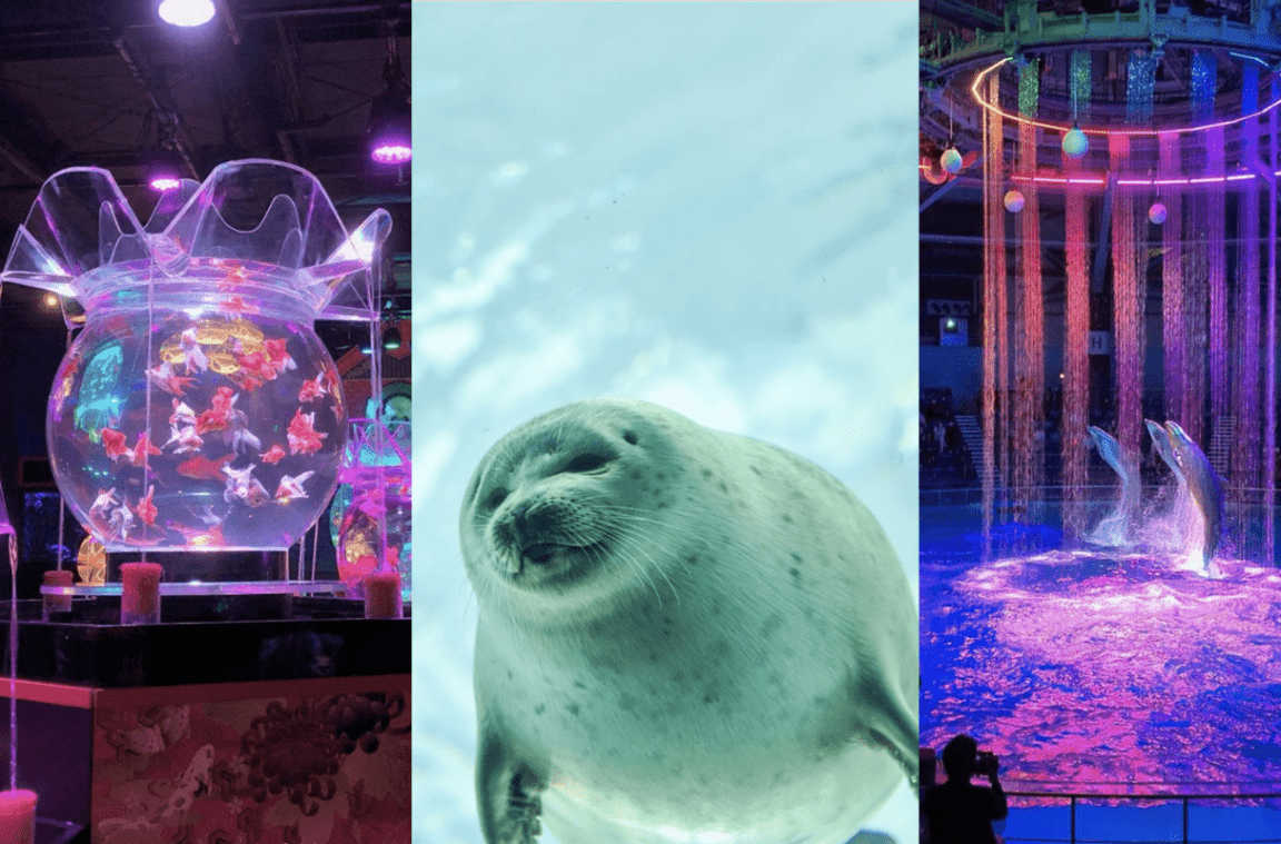 Amazing Sea Worlds in Japan That Marine Lovers Should Visit! | Food ...