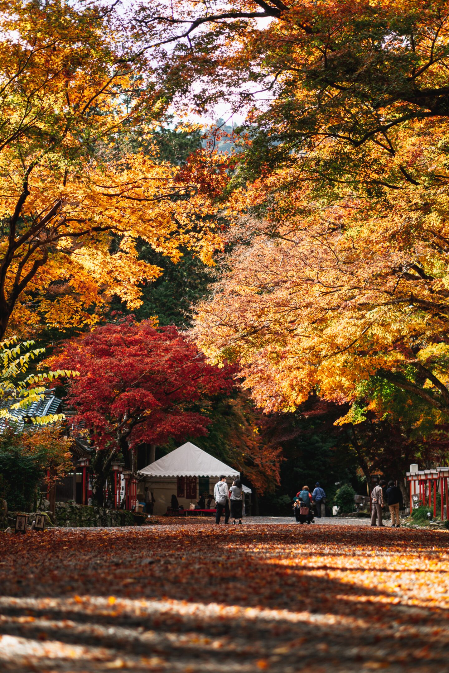 An Ultimate Travel Guide to Tohoku’s Top Fall Foliage Spots